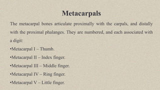 Appendicular Skeleton.pptx
