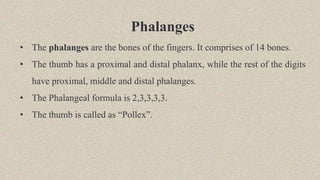Appendicular Skeleton.pptx