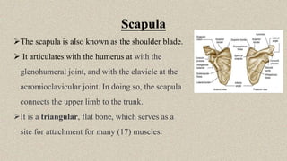Appendicular Skeleton.pptx