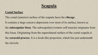 Appendicular Skeleton.pptx