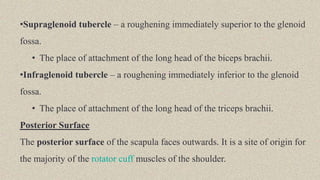 Appendicular Skeleton.pptx