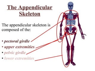 The Appendicular skeleton bones & location | PPT