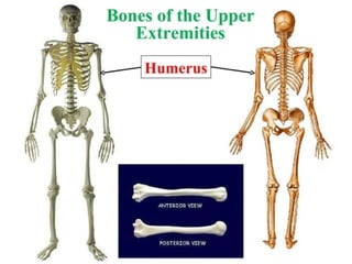 The Appendicular skeleton bones & location | PPT