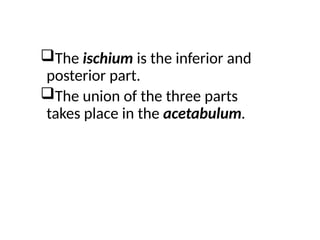 APPENDICULAR SKELETON APPENDICULAR SKELETON | PPTX