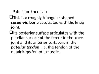 APPENDICULAR SKELETON APPENDICULAR SKELETON | PPTX