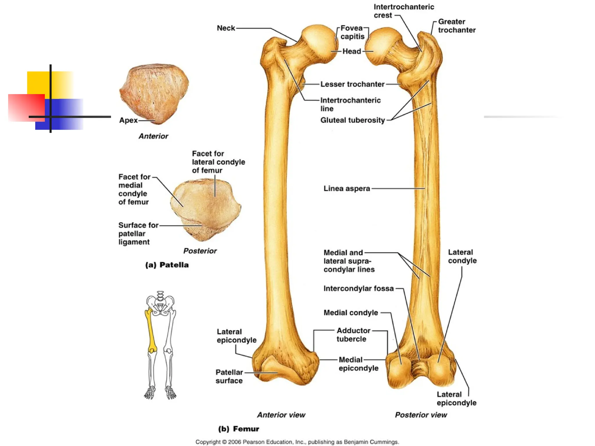 APPENDICULAR SKELETON CK.pptx.@#$_&&_$$# | PPTX
