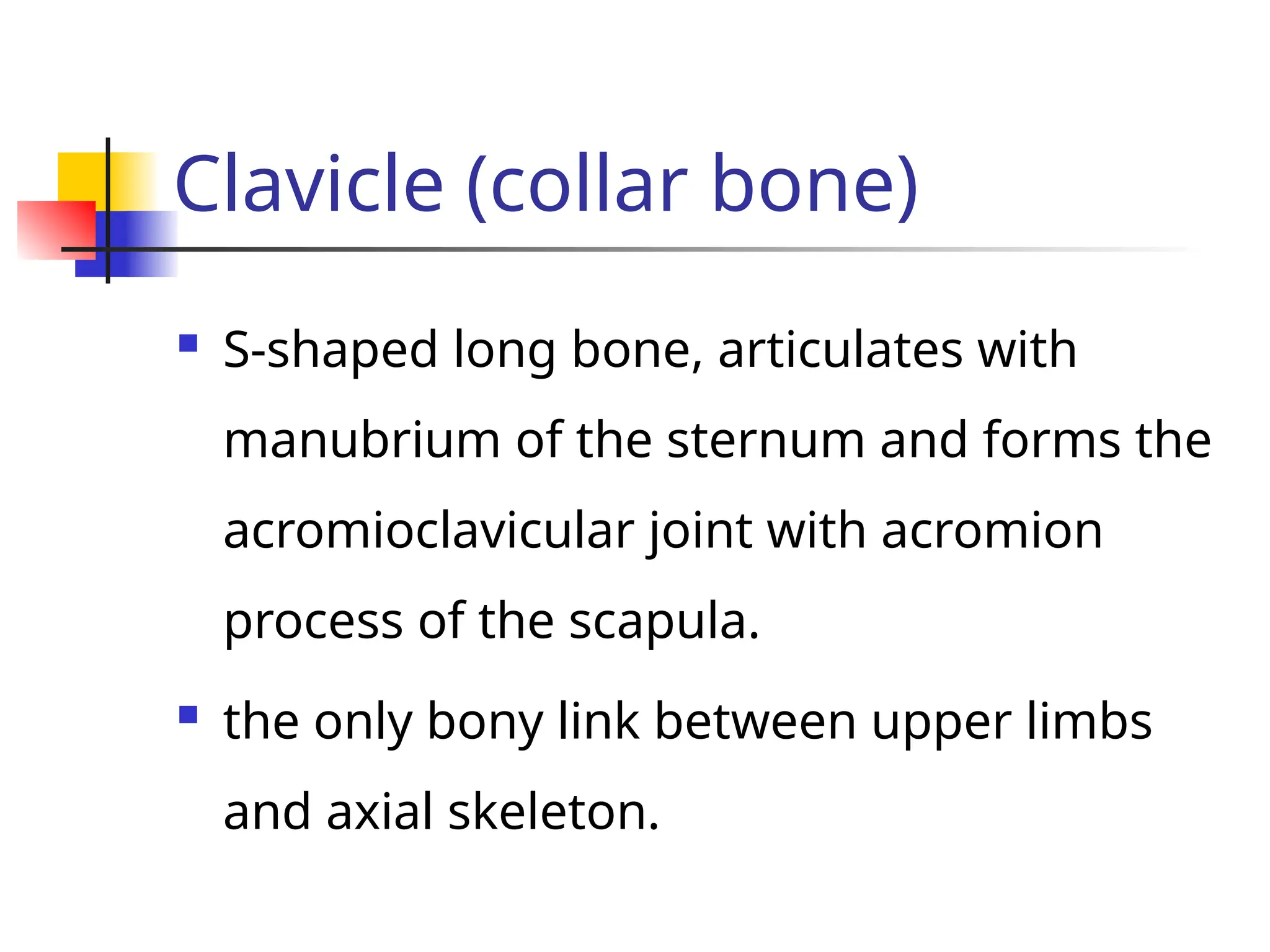 APPENDICULAR SKELETON CK.pptx.@#$_&&_$$# | PPTX