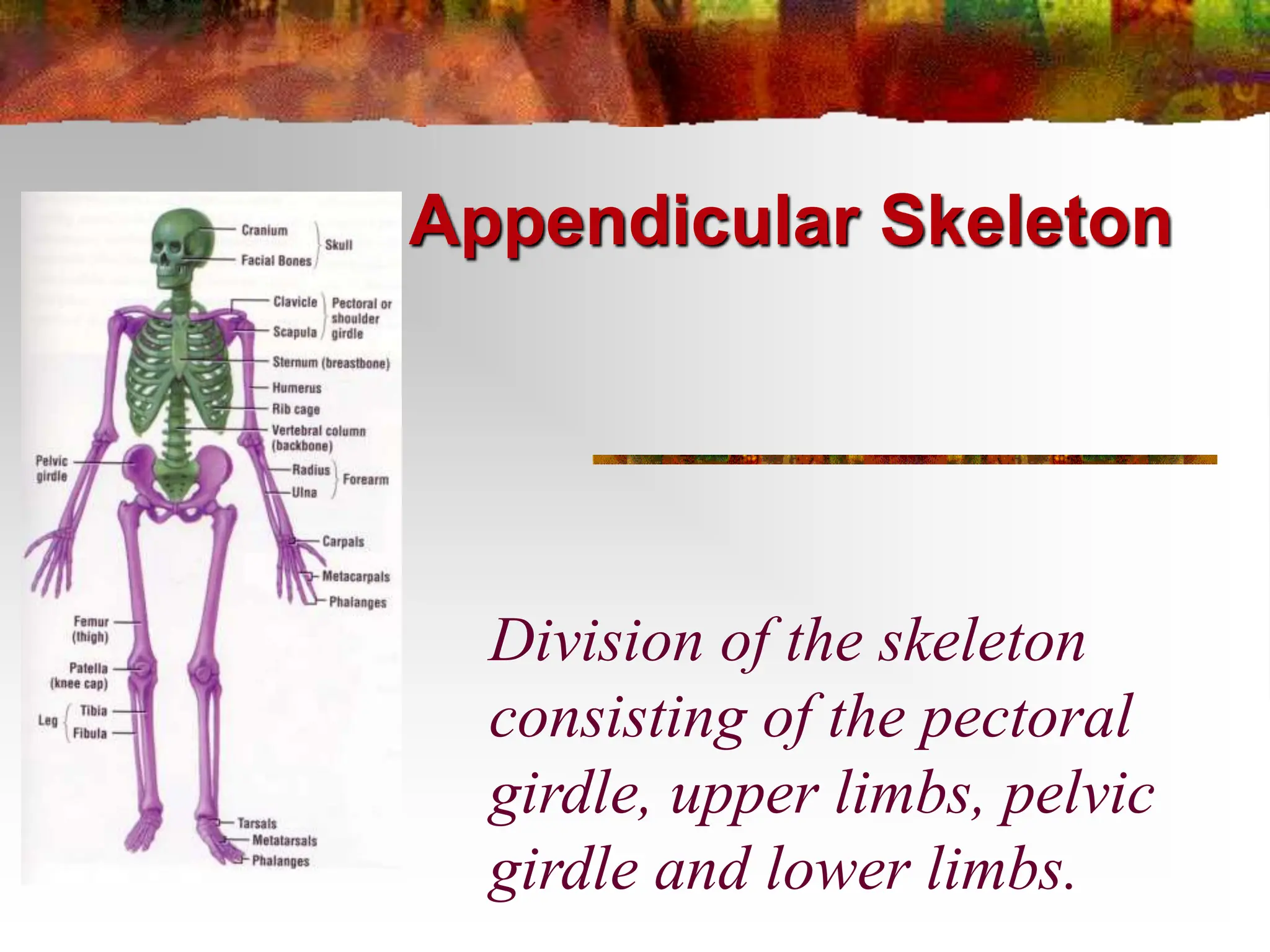 Appendicular Skeleton combined skeletal.ppt