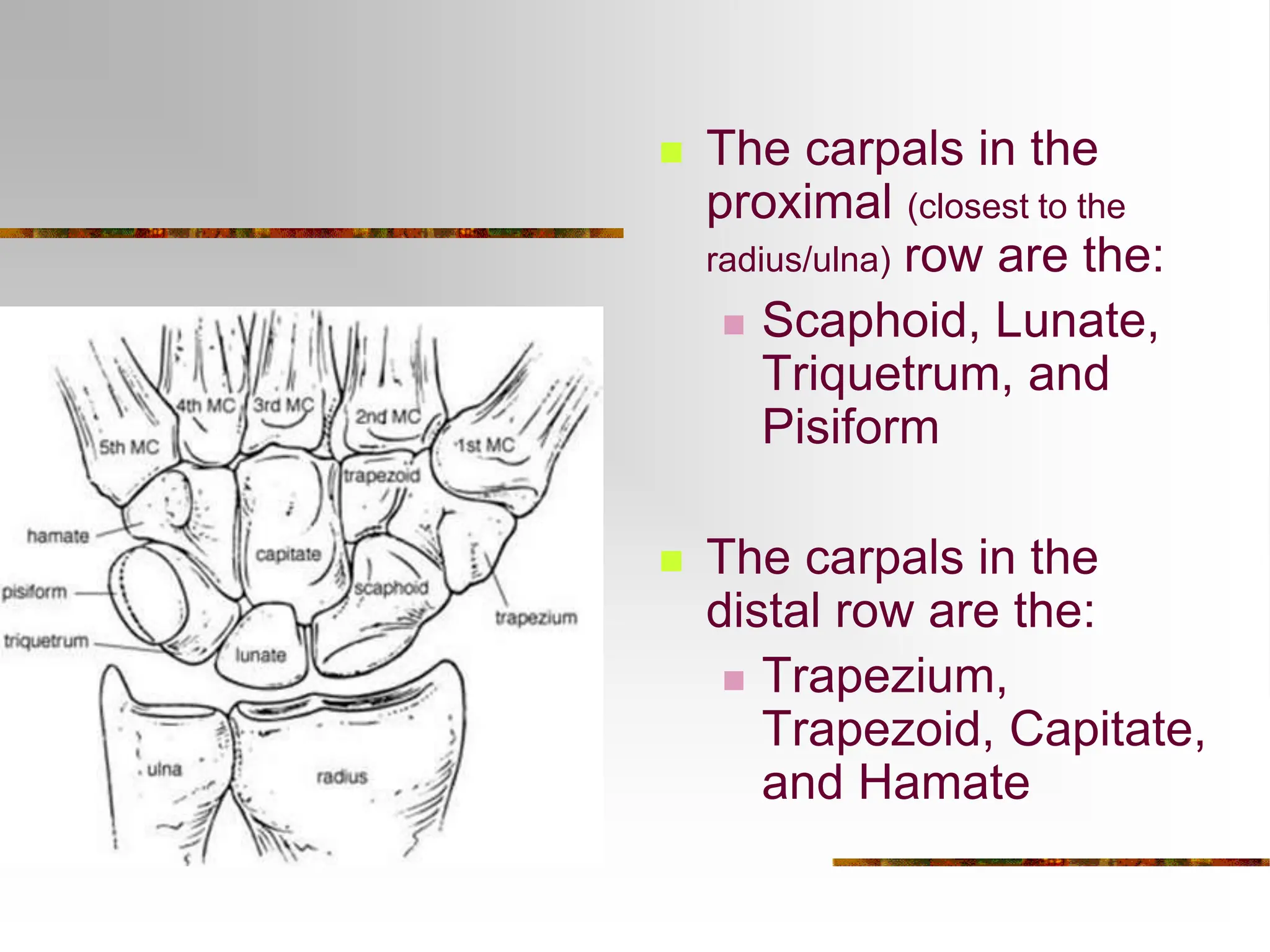 Appendicular Skeleton combined skeletal.ppt