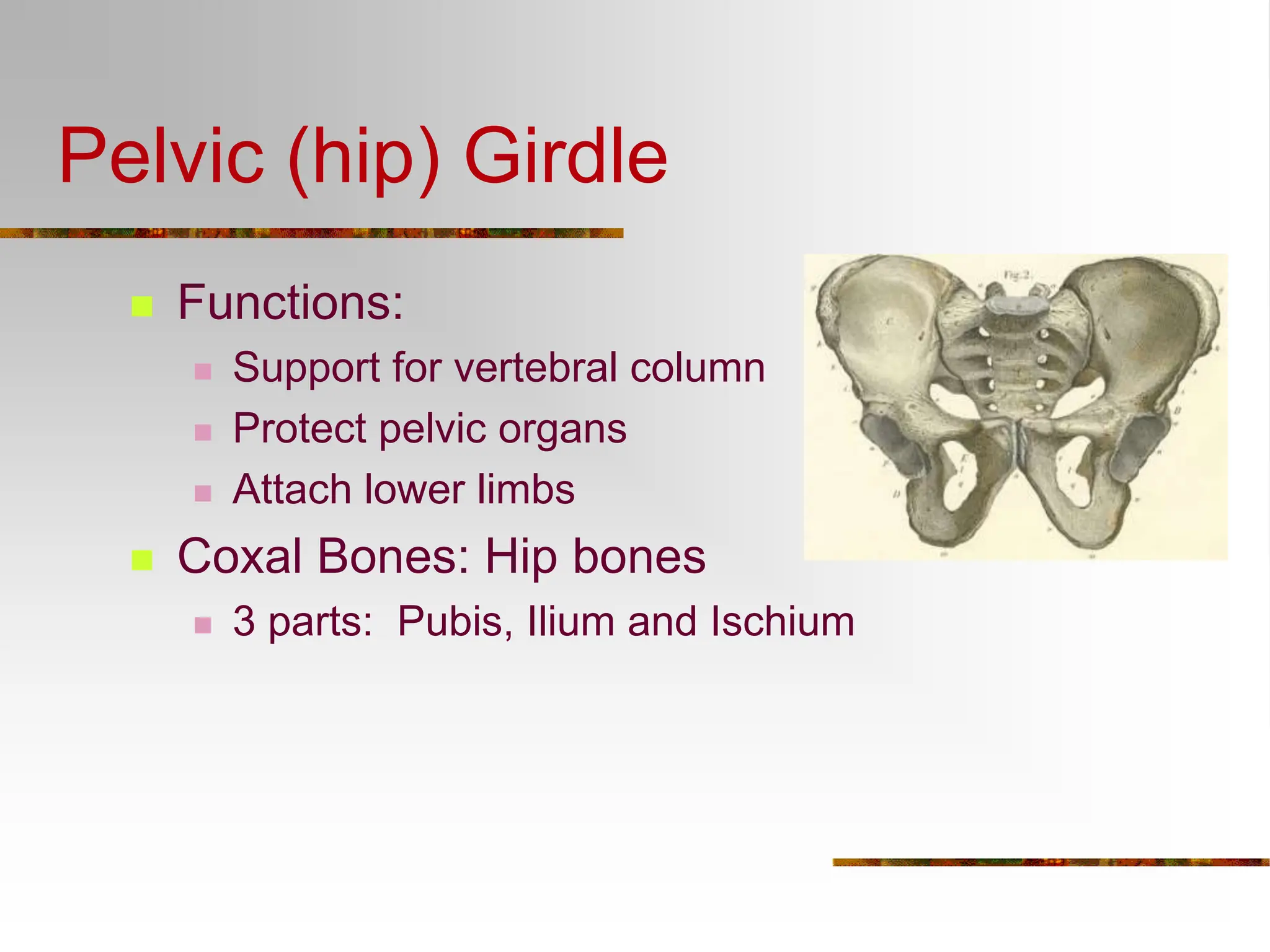 Appendicular Skeleton combined skeletal.ppt
