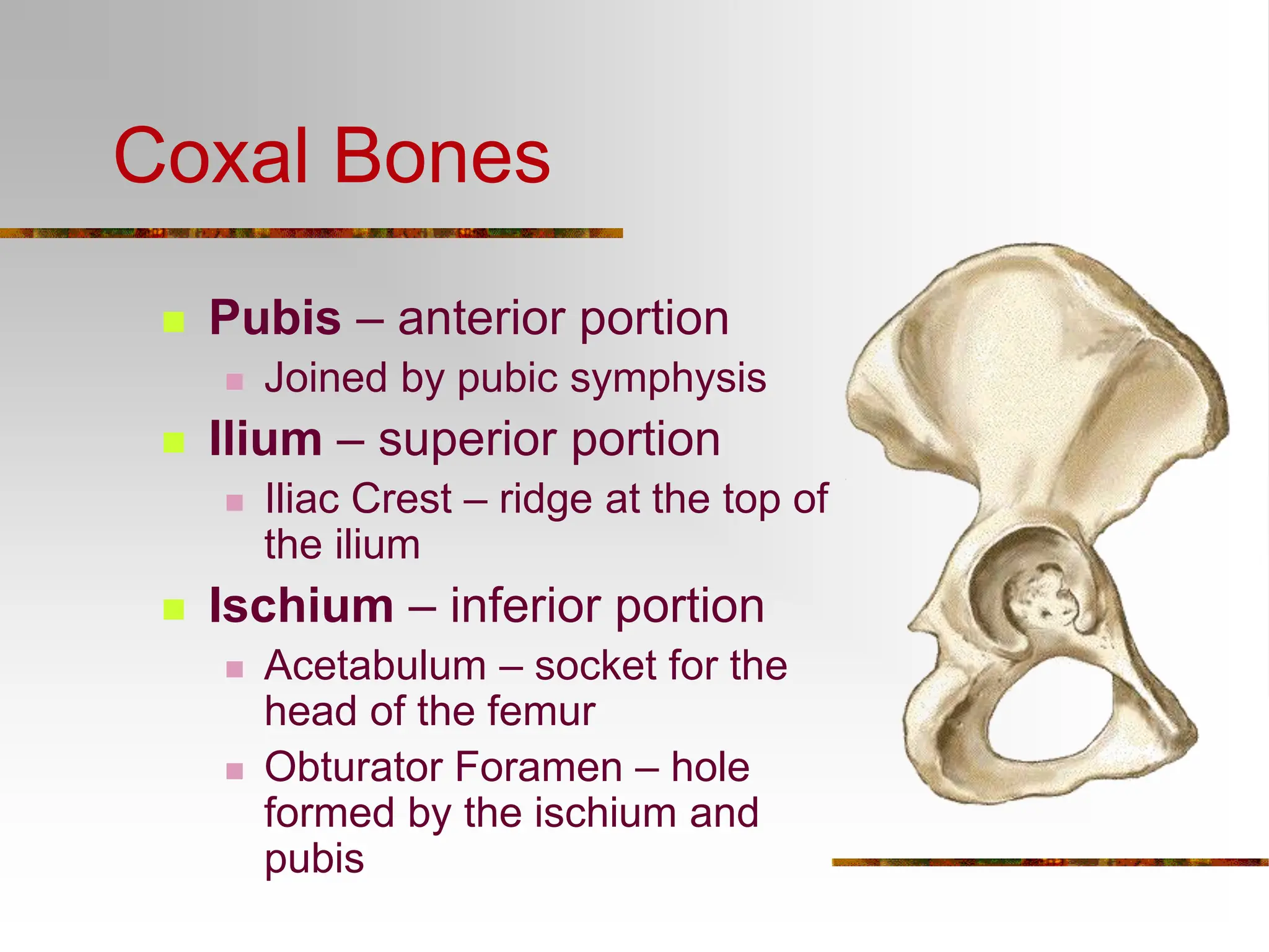 Appendicular Skeleton combined skeletal.ppt