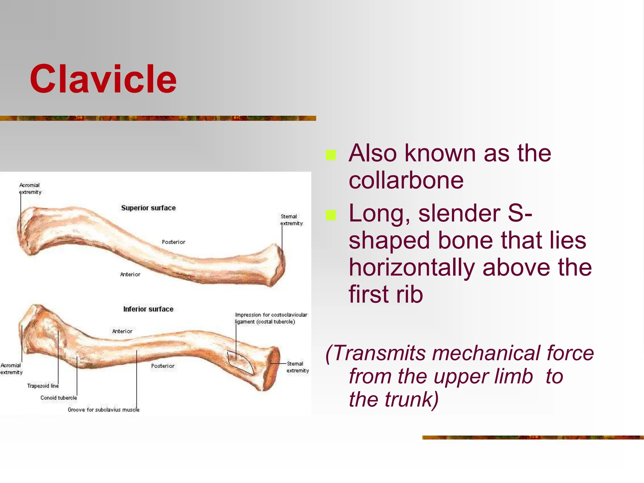 Appendicular Skeleton combined skeletal.ppt