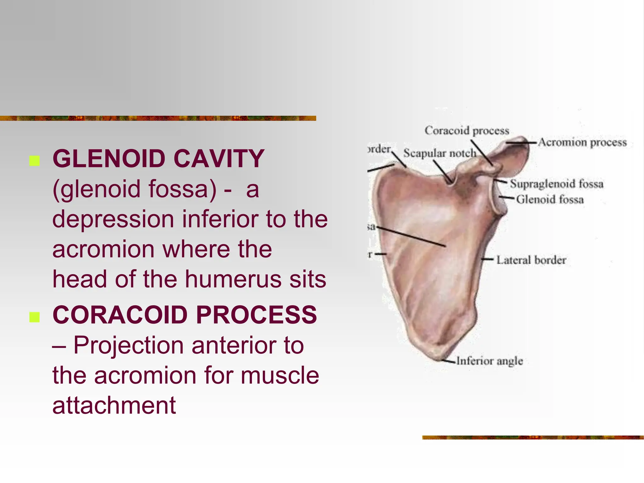 Appendicular Skeleton combined skeletal.ppt