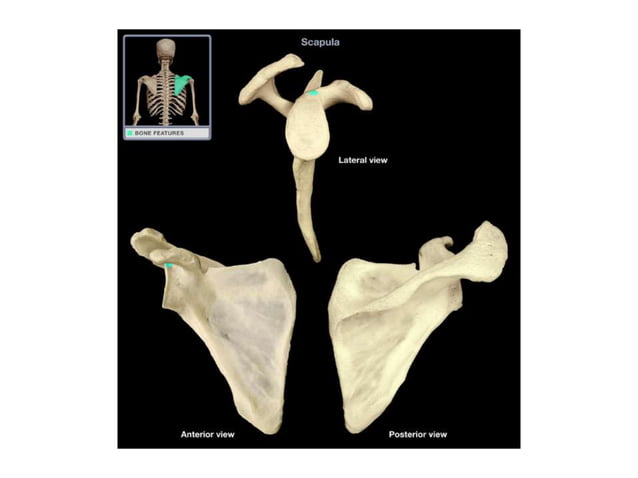 Appendicular skeleton pectorial girdle | PPT