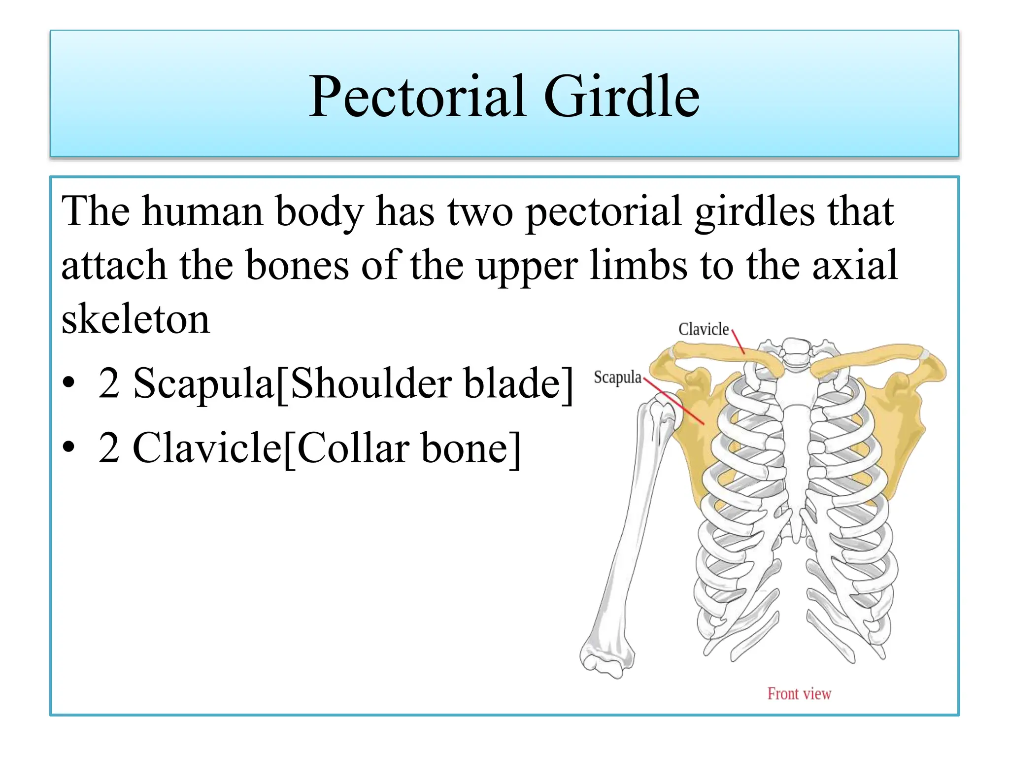 Appendicular SkeletonSystem PPT.....pptx