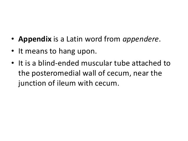 Appendix Plural