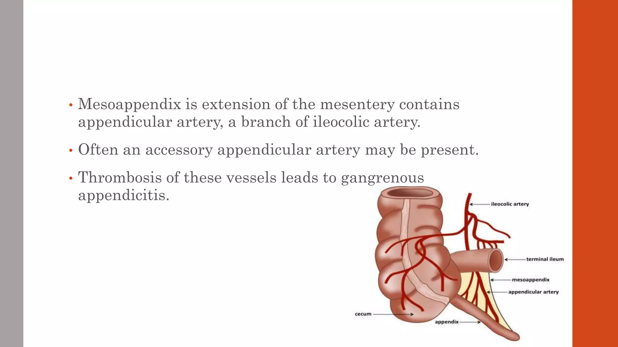 Appendix | PPTX | Digestive Disorders | Diseases and Conditions