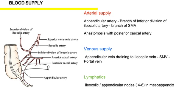 Acute Appendicitis | PPTX | Digestive Disorders | Diseases and Conditions