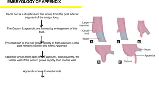 Acute Appendicitis | PPTX | Digestive Disorders | Diseases and Conditions