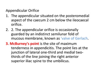 APPENDIX ( appendix anatomy first year ) | PPTX