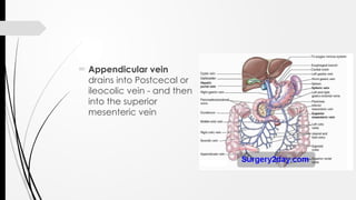Appendix - Anatomy Physiology and Appendicitis | PPTX