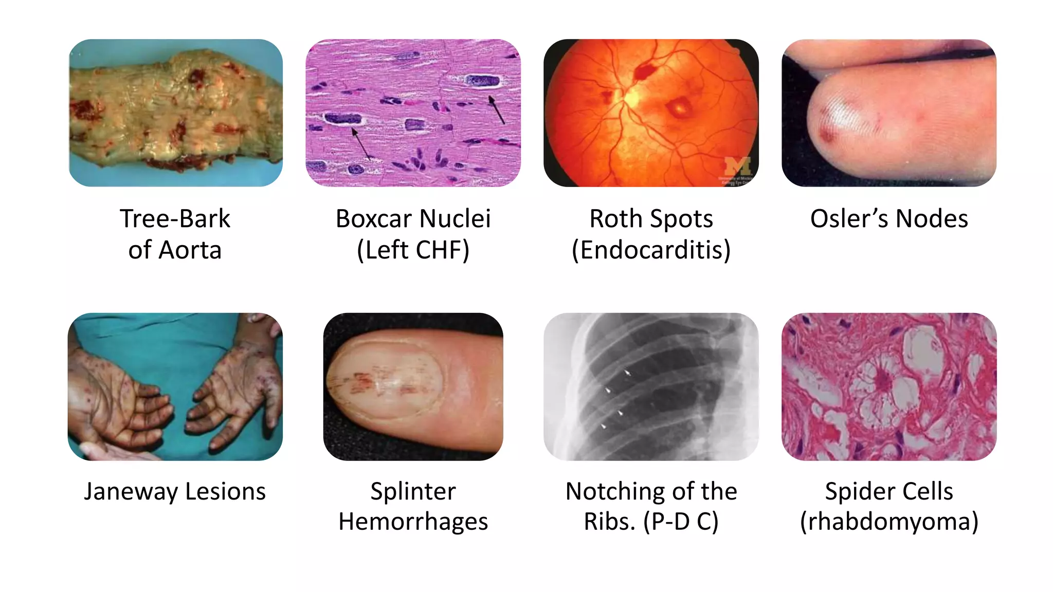 USMLE Step 1 General review - Appendix | PPTX