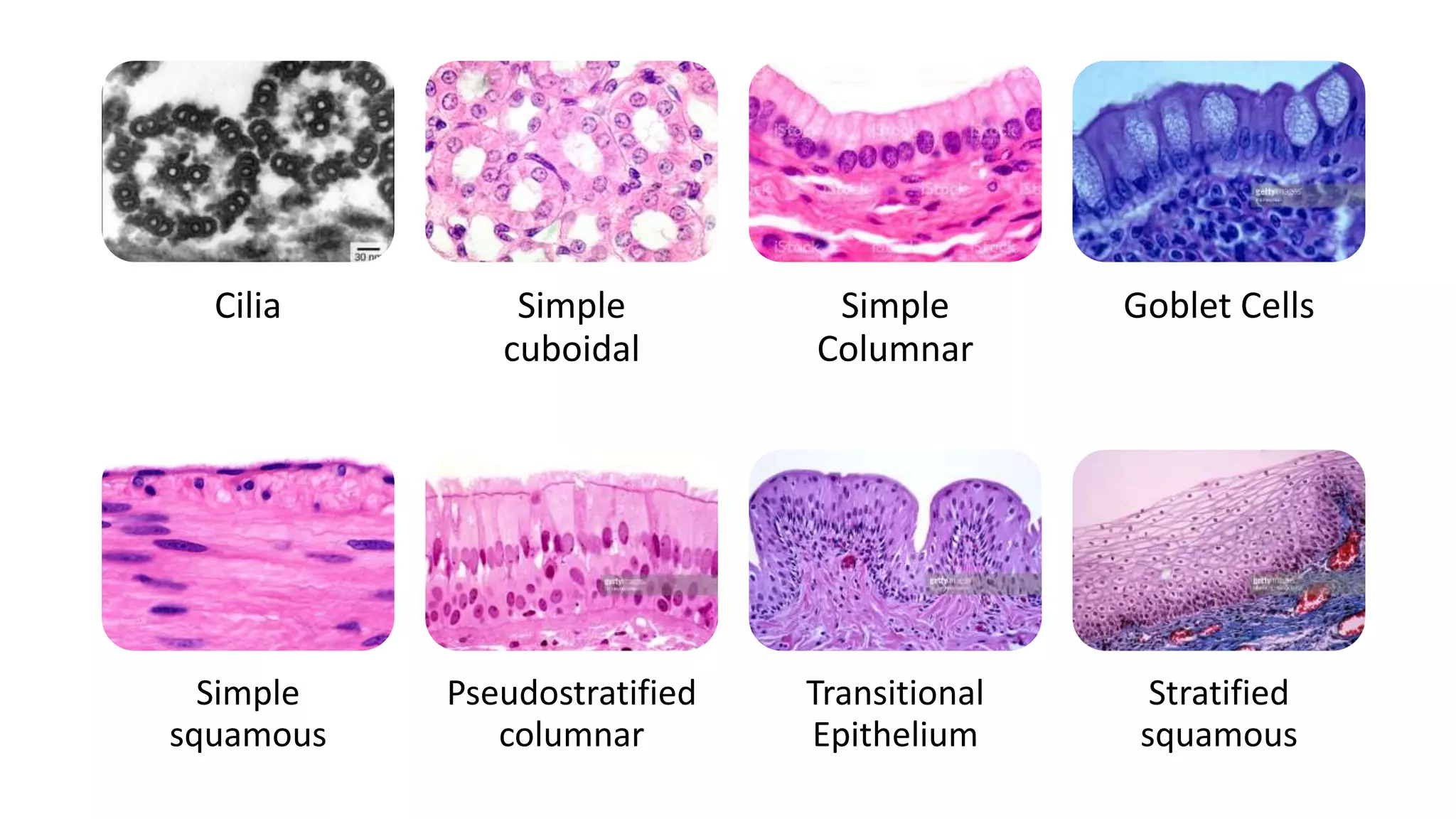 USMLE Step 1 General review - Appendix | PPTX