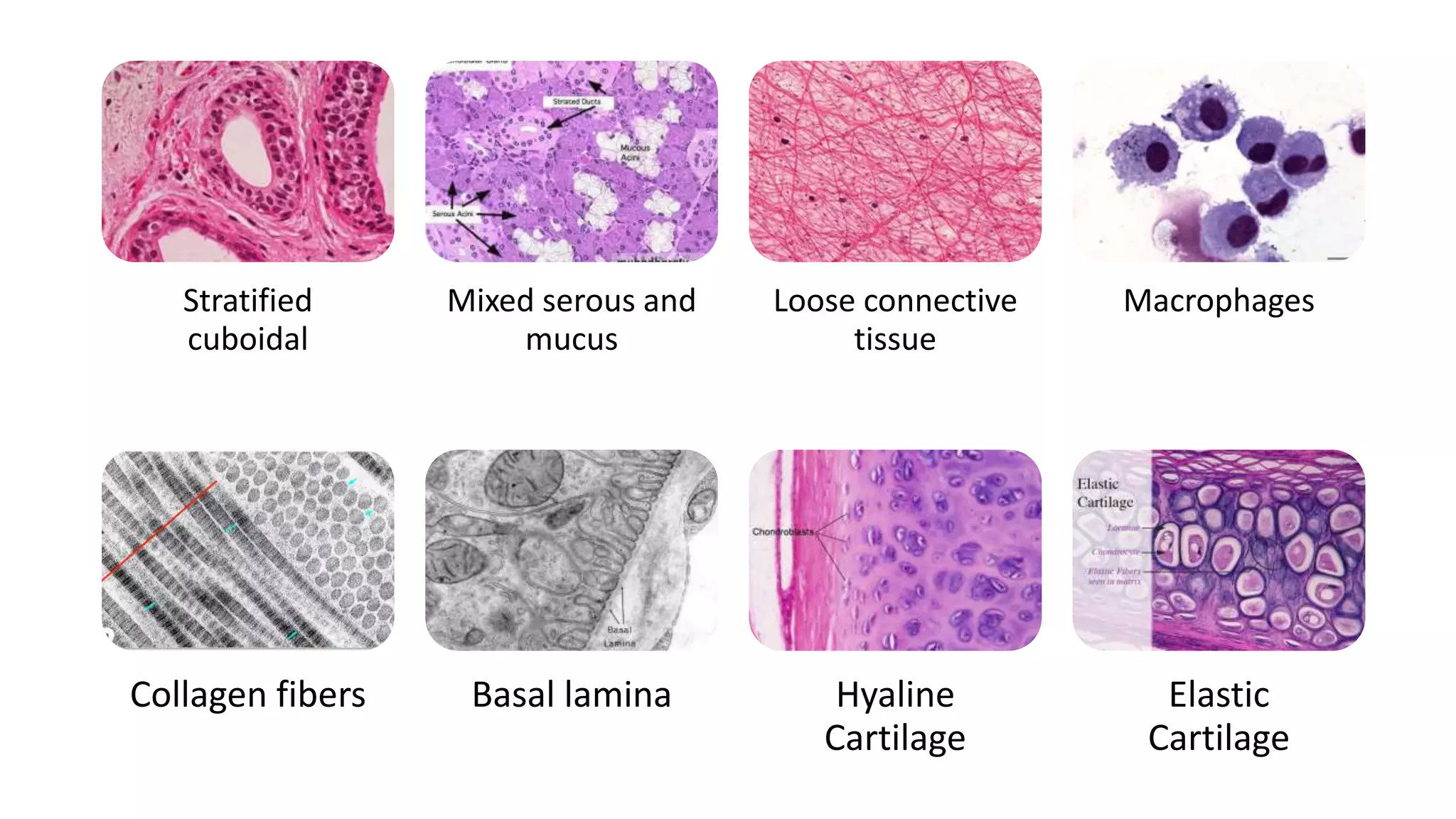 USMLE Step 1 General review - Appendix | PPTX