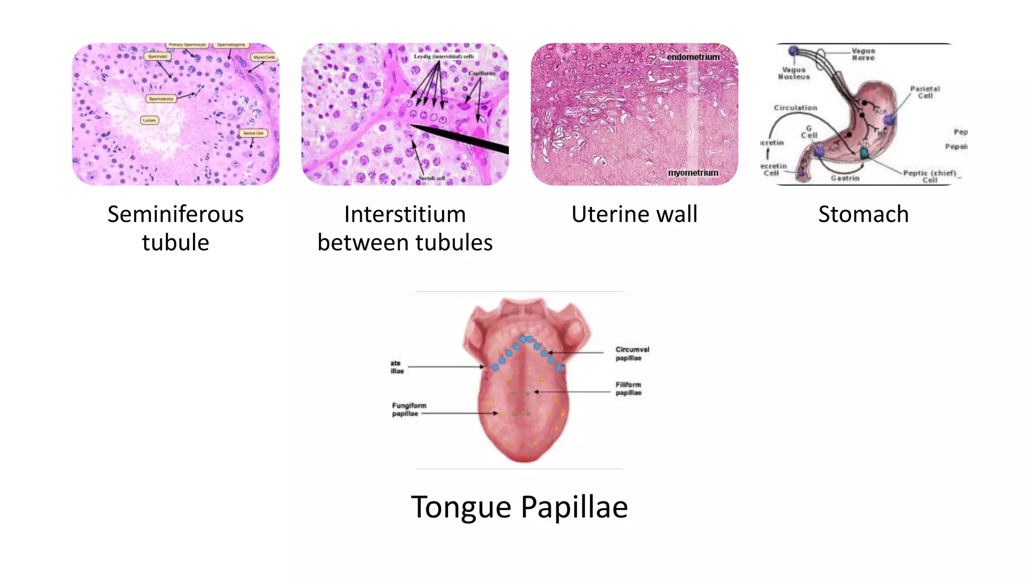 USMLE Step 1 General review - Appendix | PPTX
