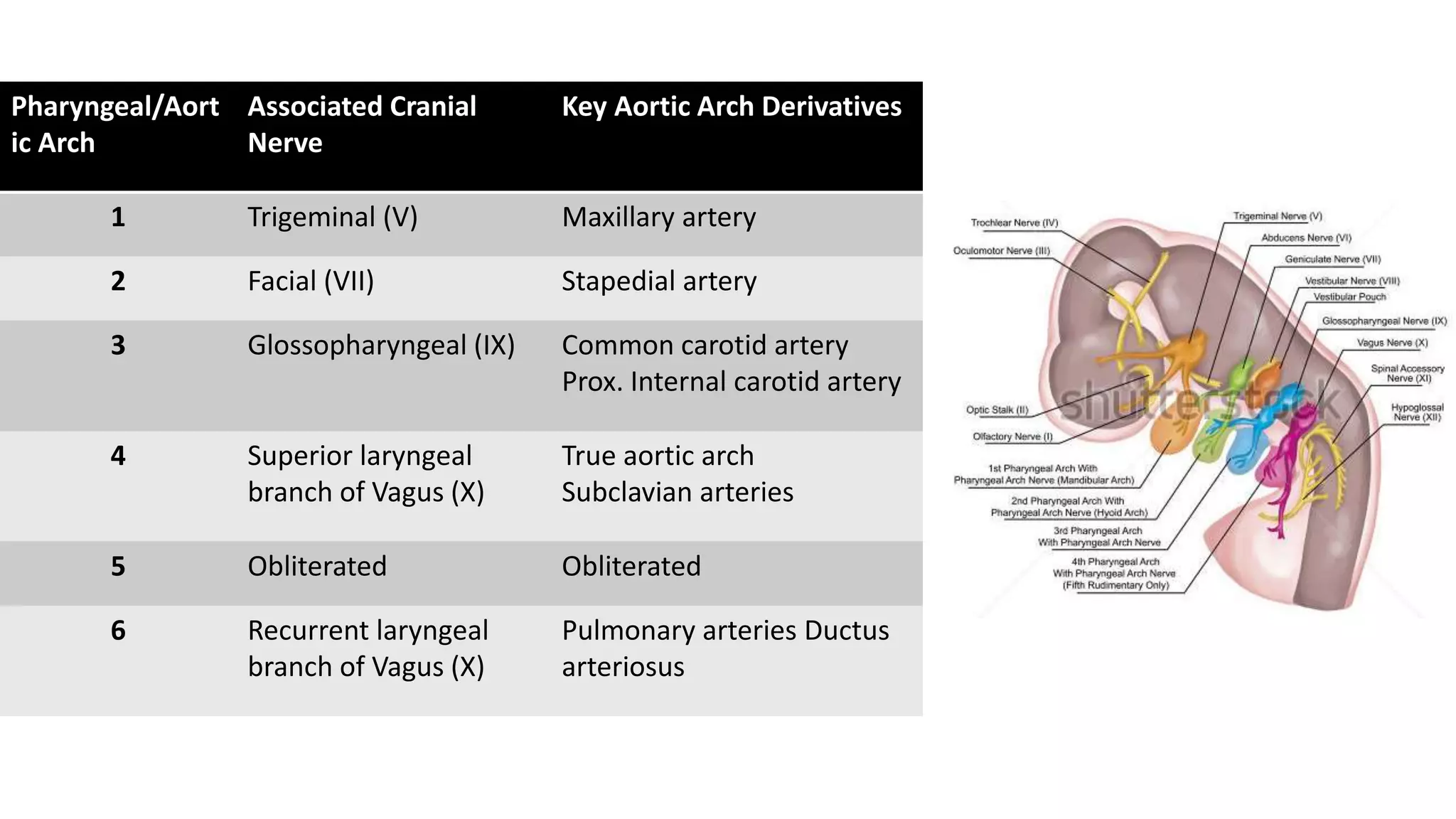 USMLE Step 1 General review - Appendix | PPTX