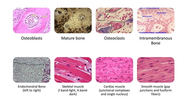 USMLE Step 1 General review - Appendix | PPTX