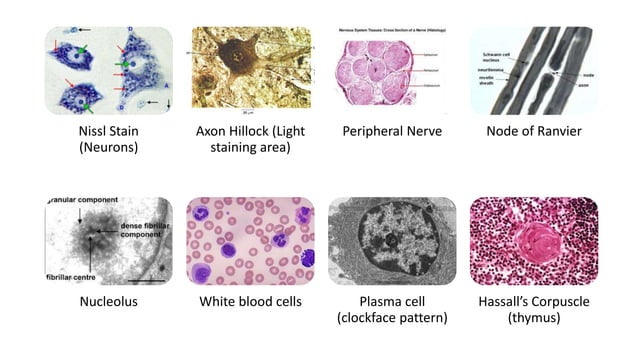 USMLE Step 1 General review - Appendix | PPTX
