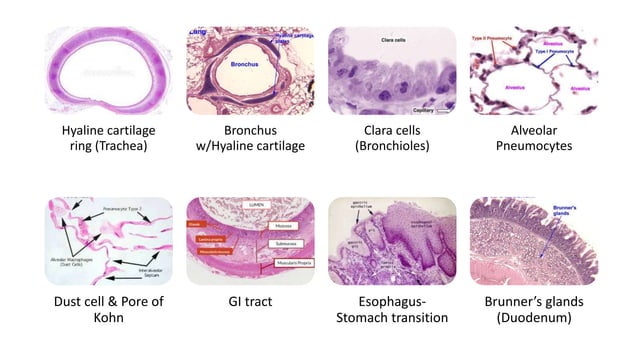 USMLE Step 1 General review - Appendix | PPTX