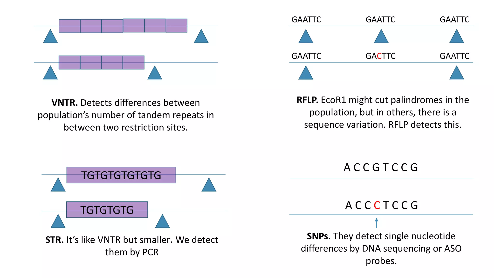 USMLE Step 1 Genetics review | PPTX