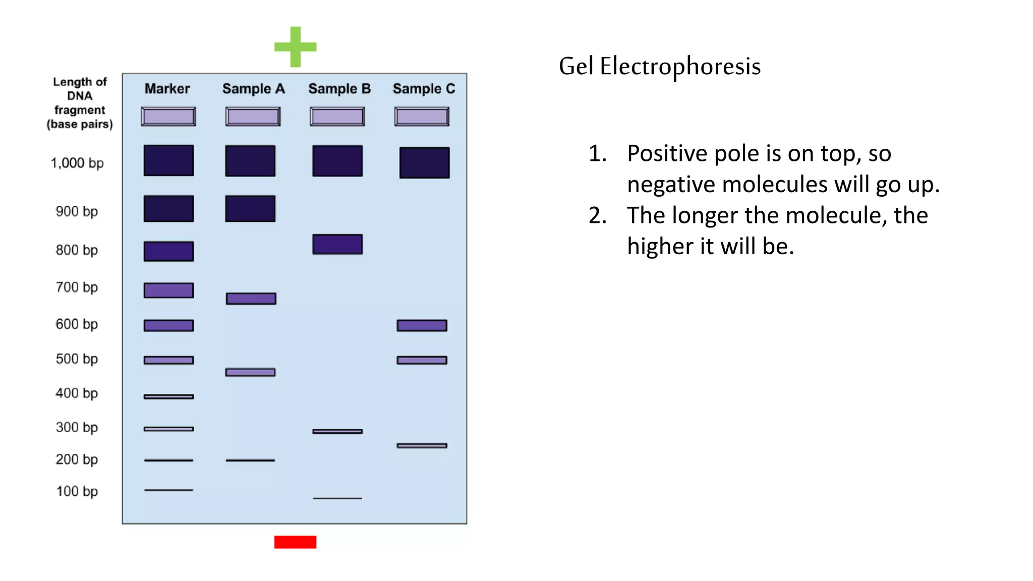 USMLE Step 1 Genetics review | PPTX