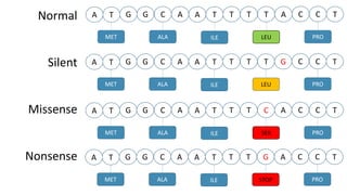 USMLE Step 1 Genetics review | PPTX