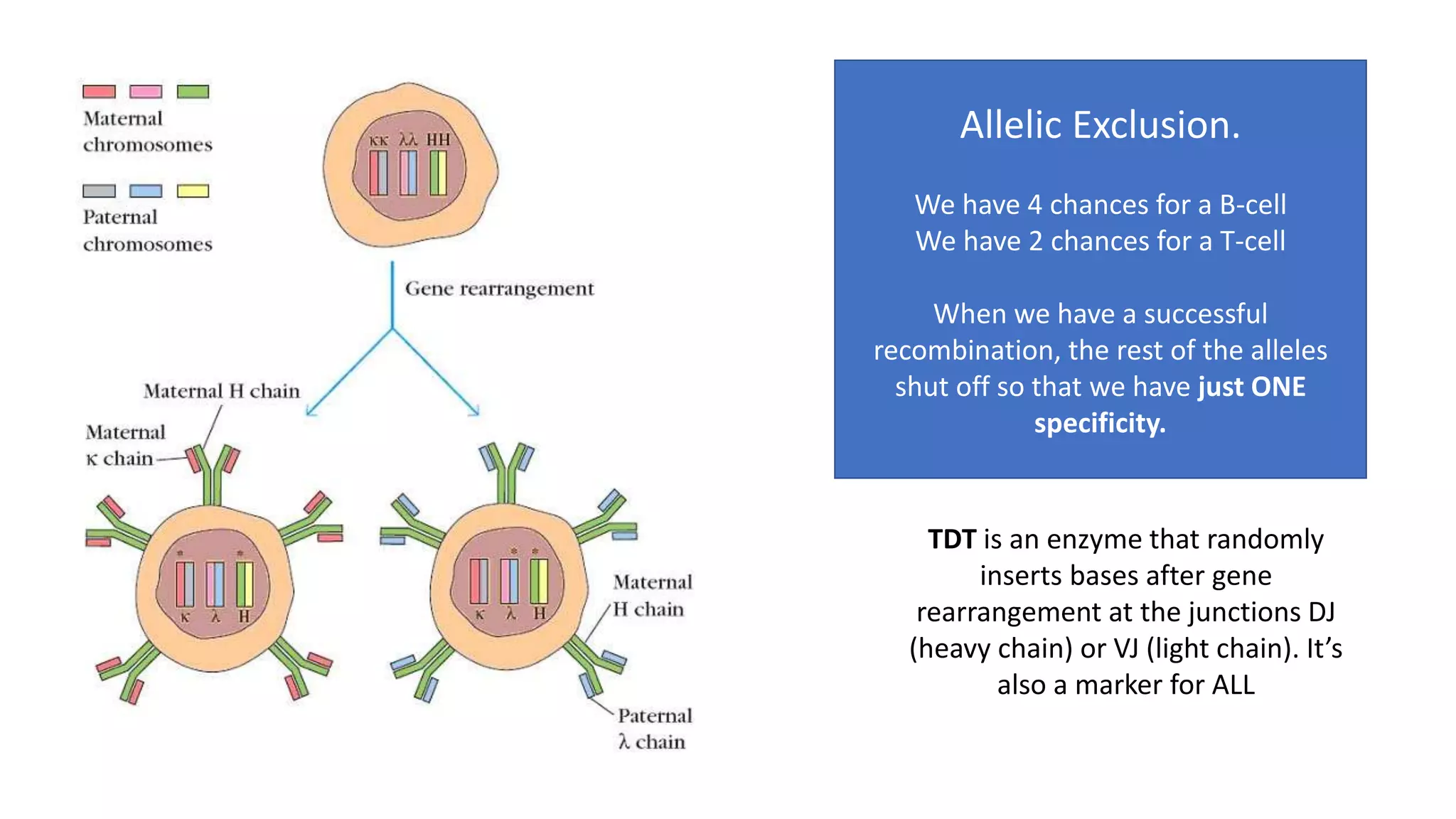 USMLE Step 1 Immunology review | PPTX