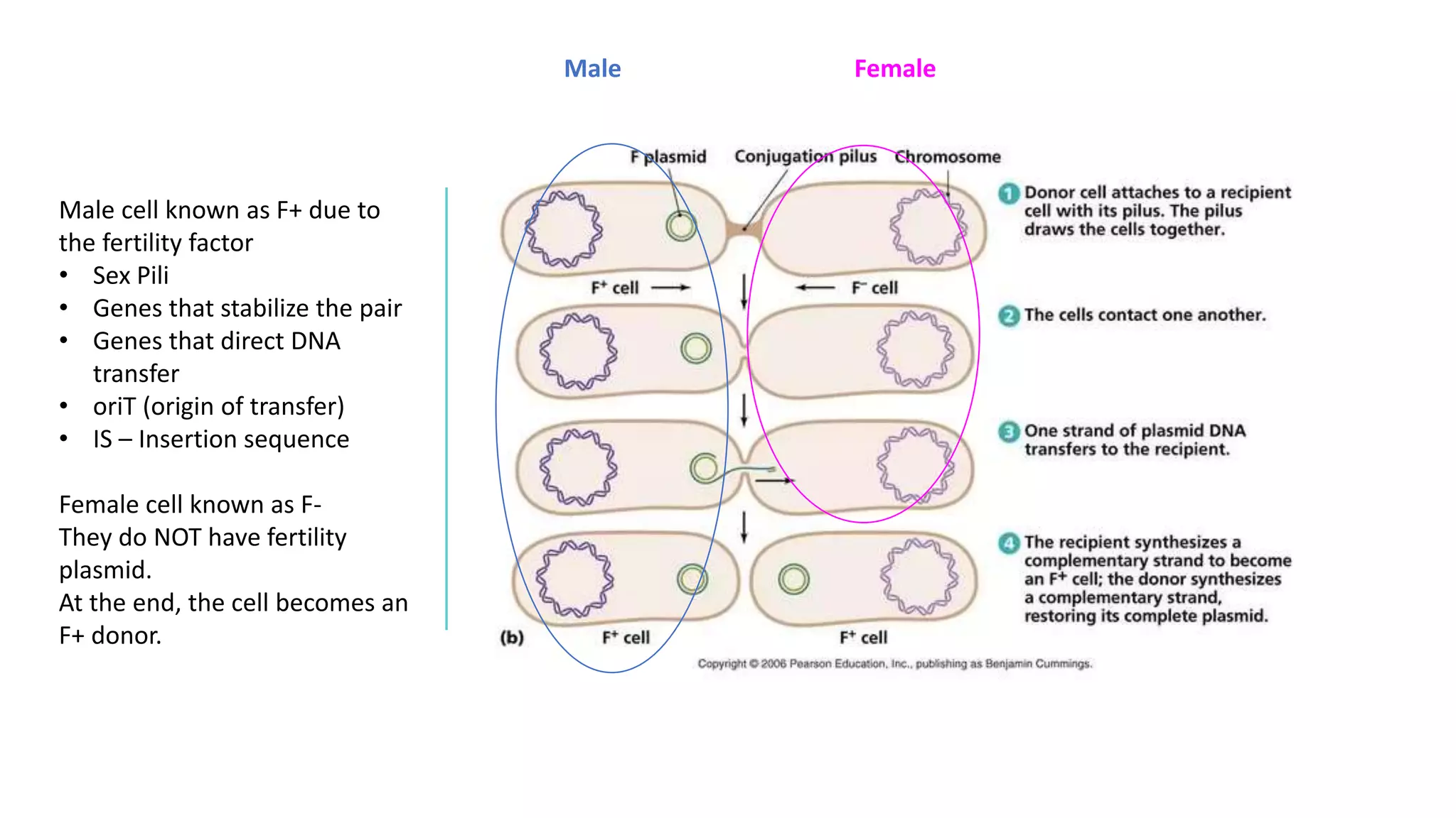 USMLE Step 1 Microbiology review | PPTX