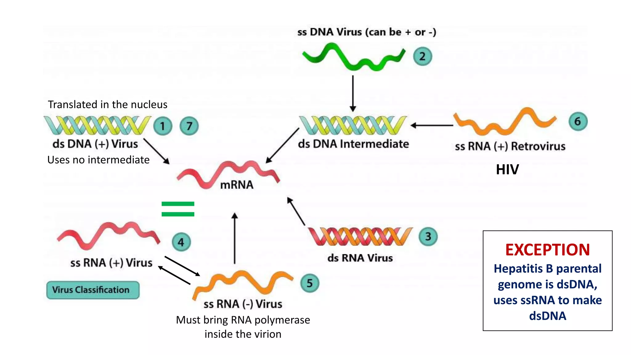 USMLE Step 1 Microbiology review | PPTX