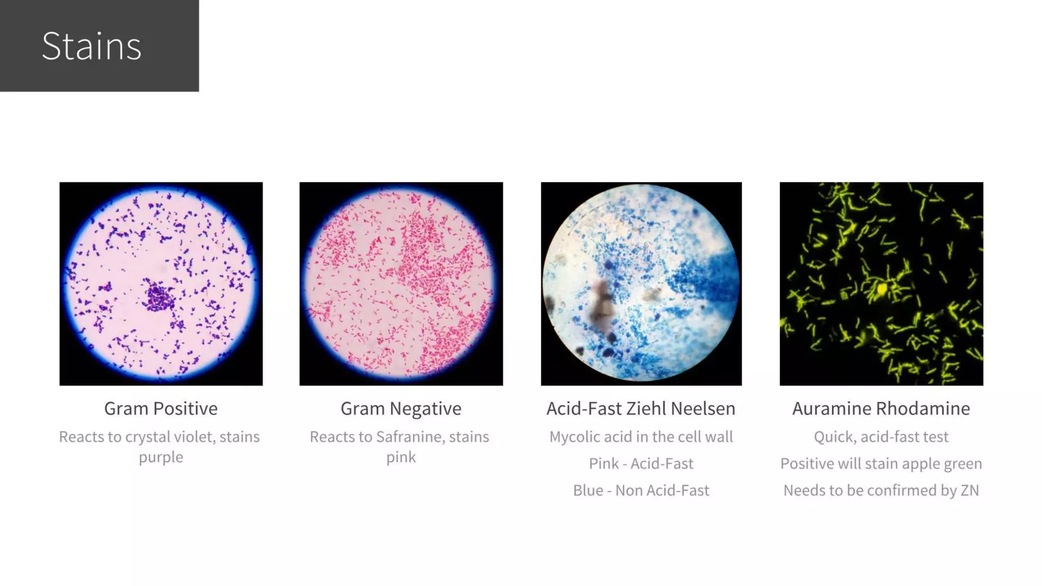 USMLE Step 1 Microbiology review | PPTX