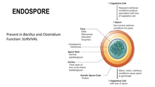 USMLE Step 1 Microbiology review | PPTX