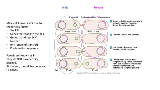 USMLE Step 1 Microbiology review | PPT USMLE Step 1 Microbiology review | PPT
