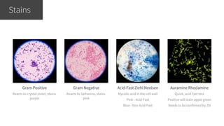 USMLE Step 1 Microbiology review | PPTX