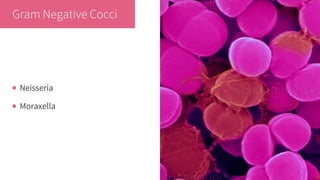 USMLE Step 1 Microbiology review | PPTX