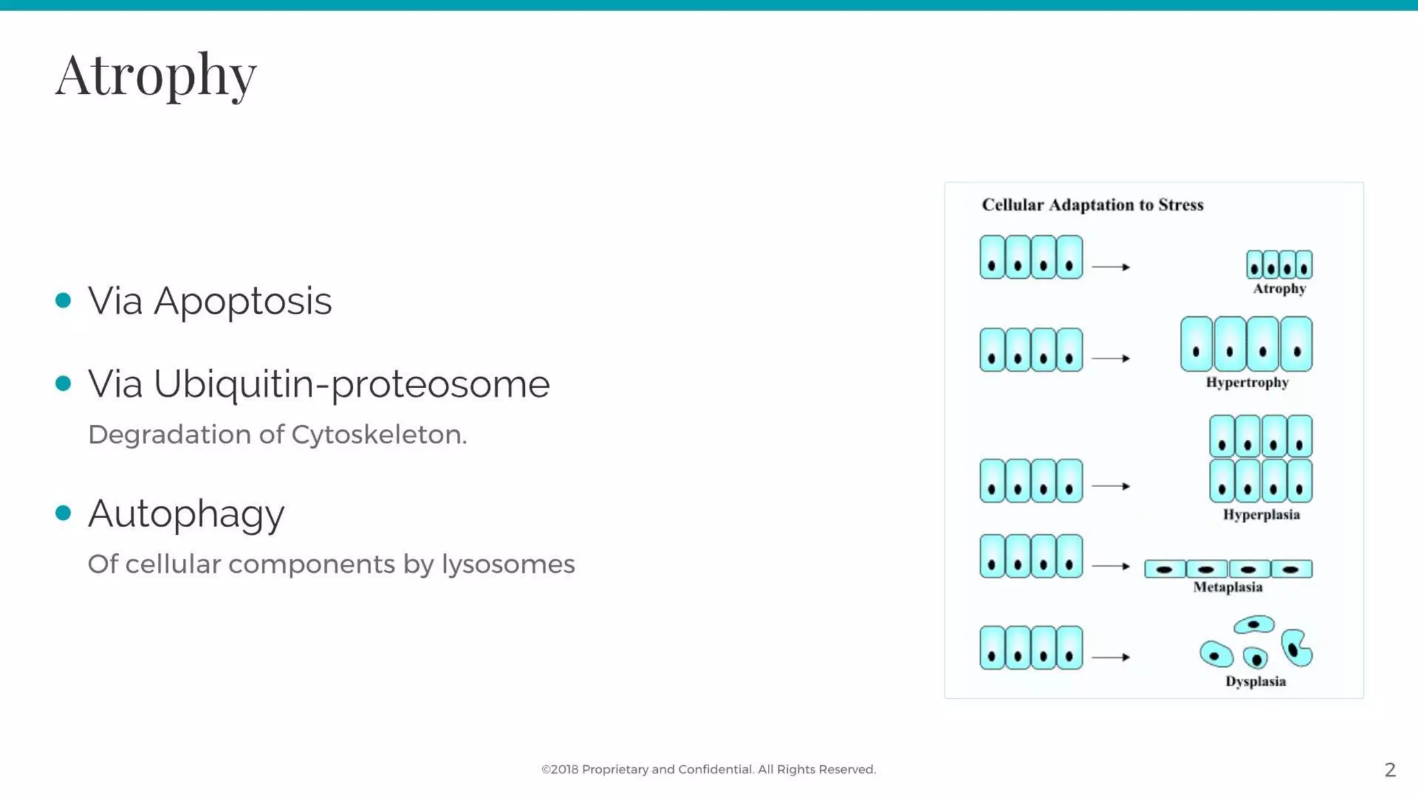 USMLE Step 1 Pathology review PART 1 | PPTX