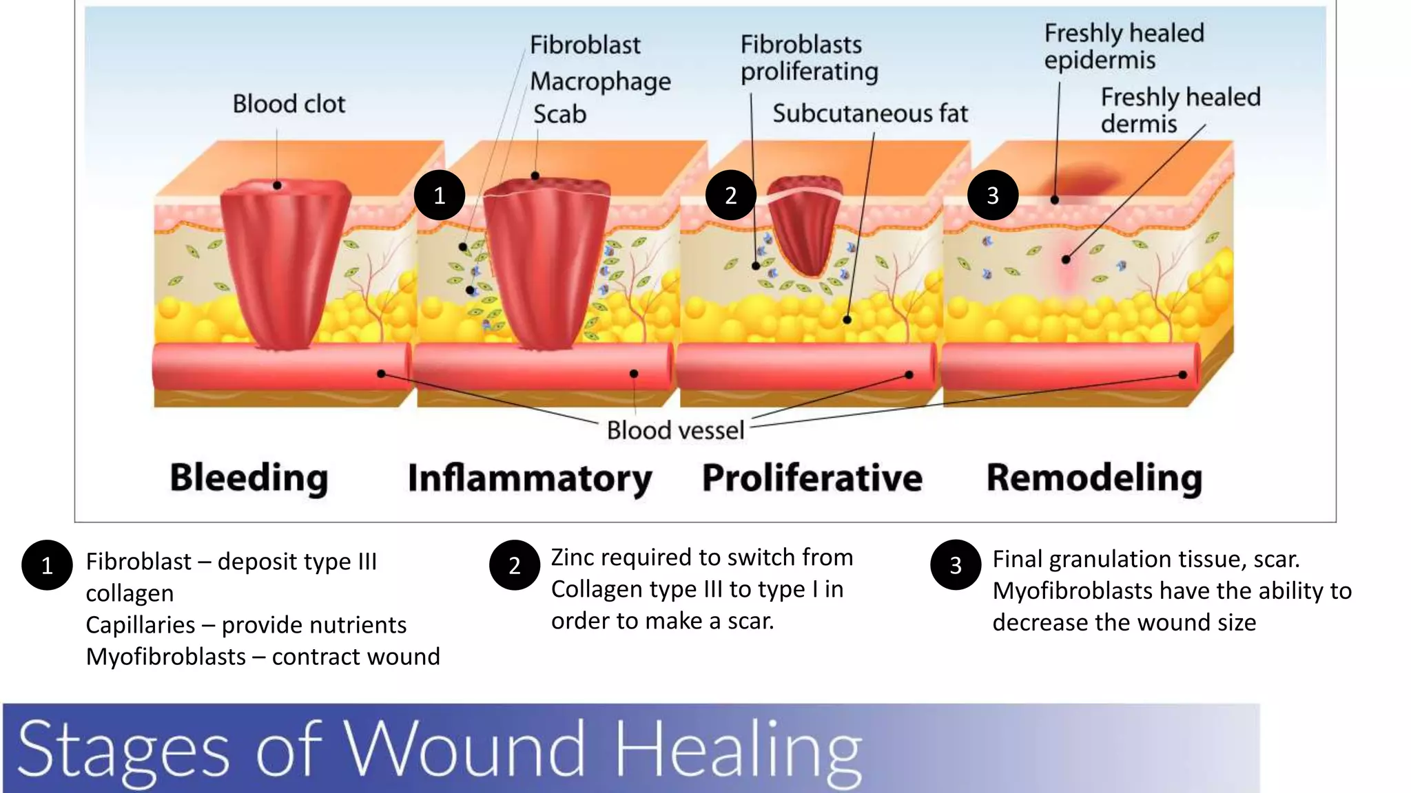 USMLE Step 1 Pathology review PART 1 | PPTX