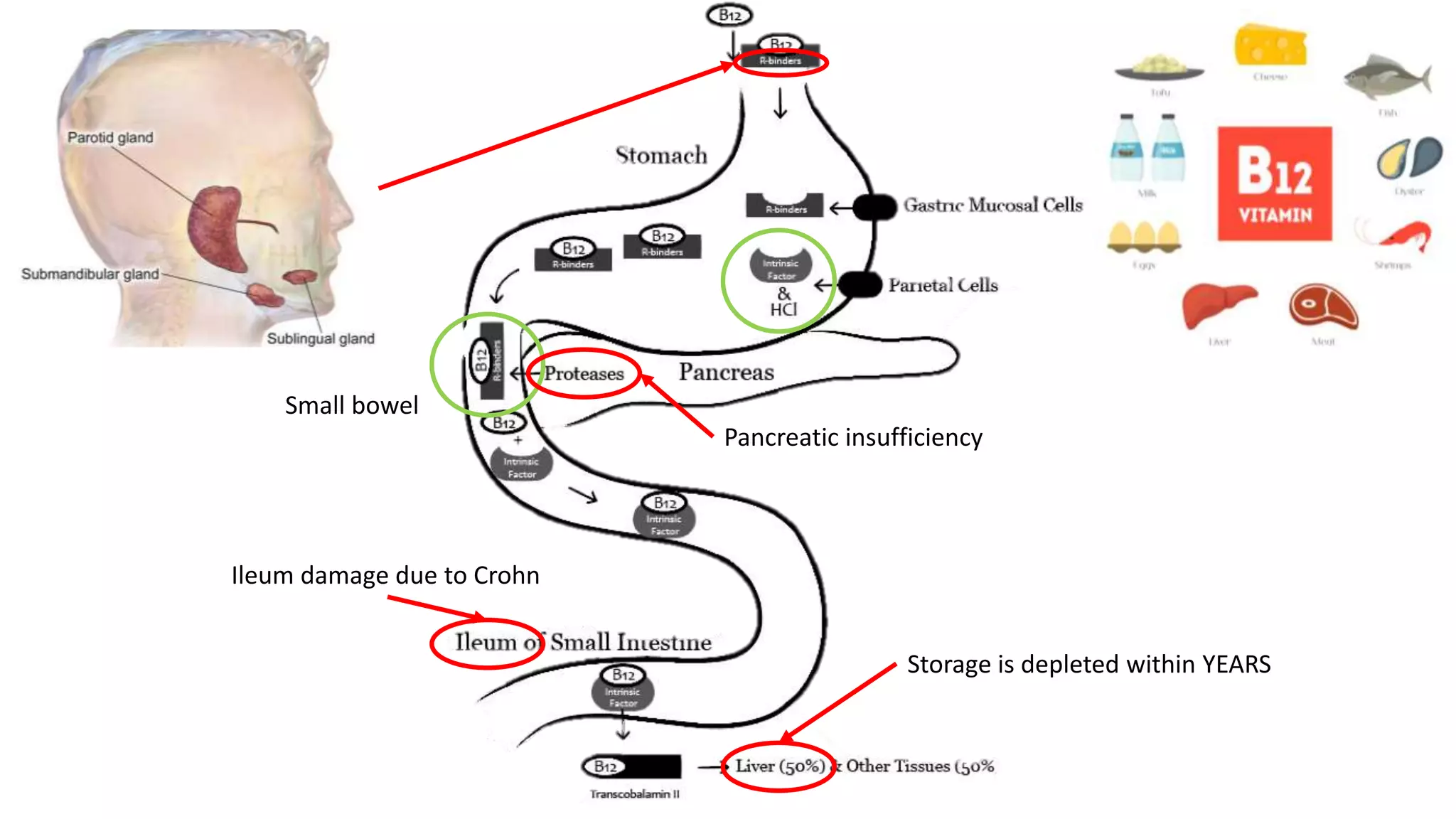 USMLE Step 1 Pathology review PART 1 | PPTX
