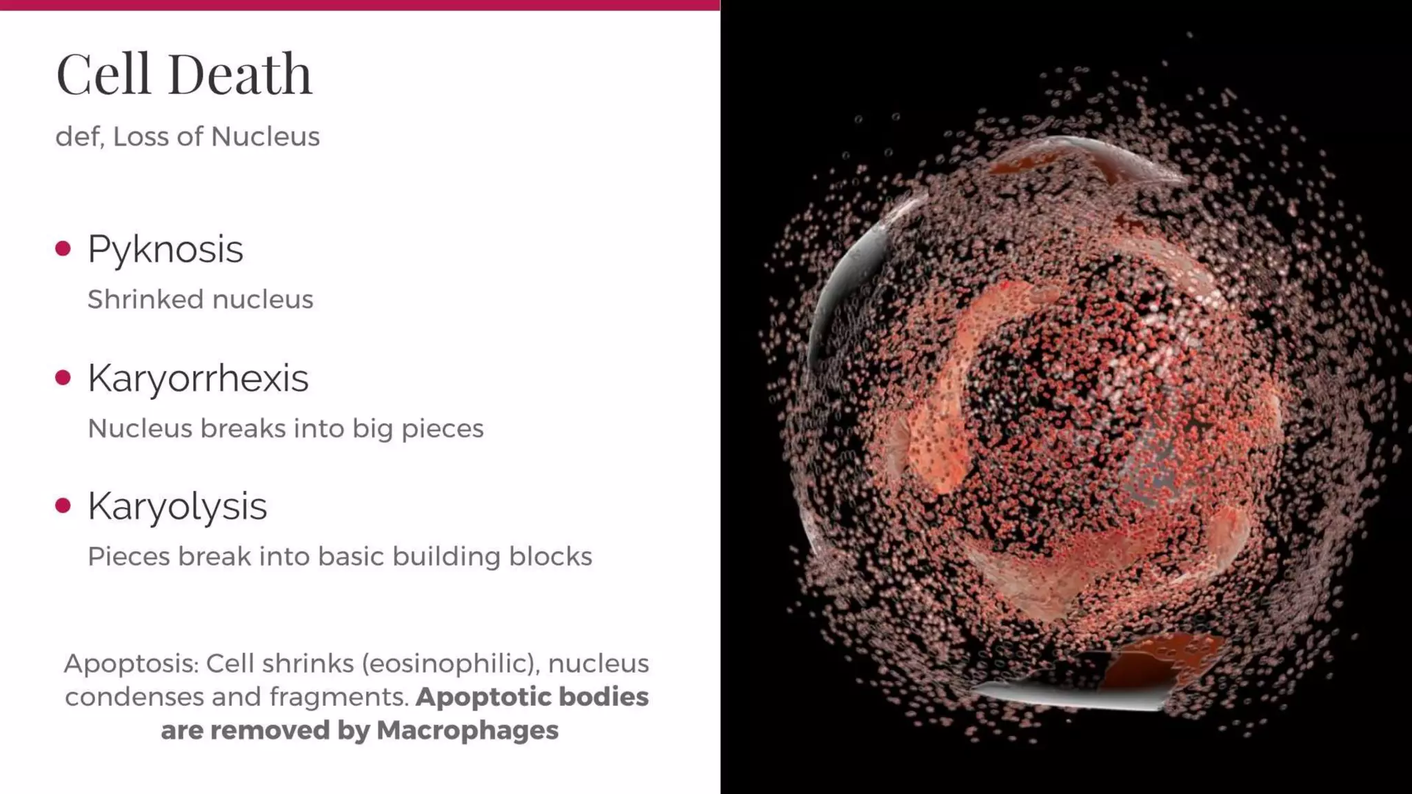 USMLE Step 1 Pathology review PART 1 | PPTX