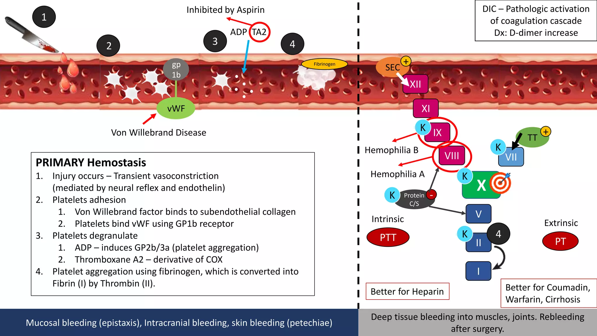 USMLE Step 1 Pathology review PART 1 | PPTX