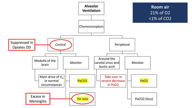 USMLE Step 1 Physiology | PPTX | Lung and Respiratory Health | Diseases ...